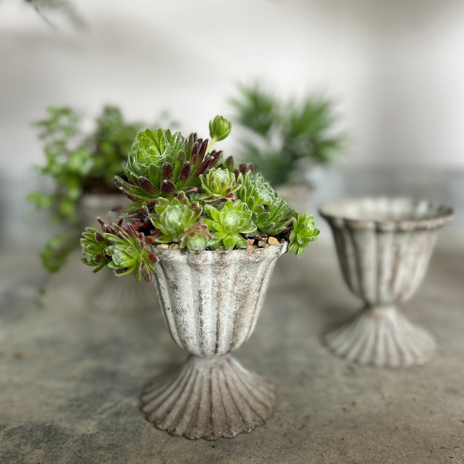 Unique & Reclaimed Plant Pots & Vases | Henderson's