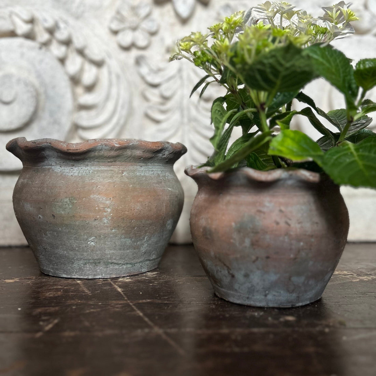 Pie Crust Plant Pot | Garden & Home Pots & Planters | Henderson's