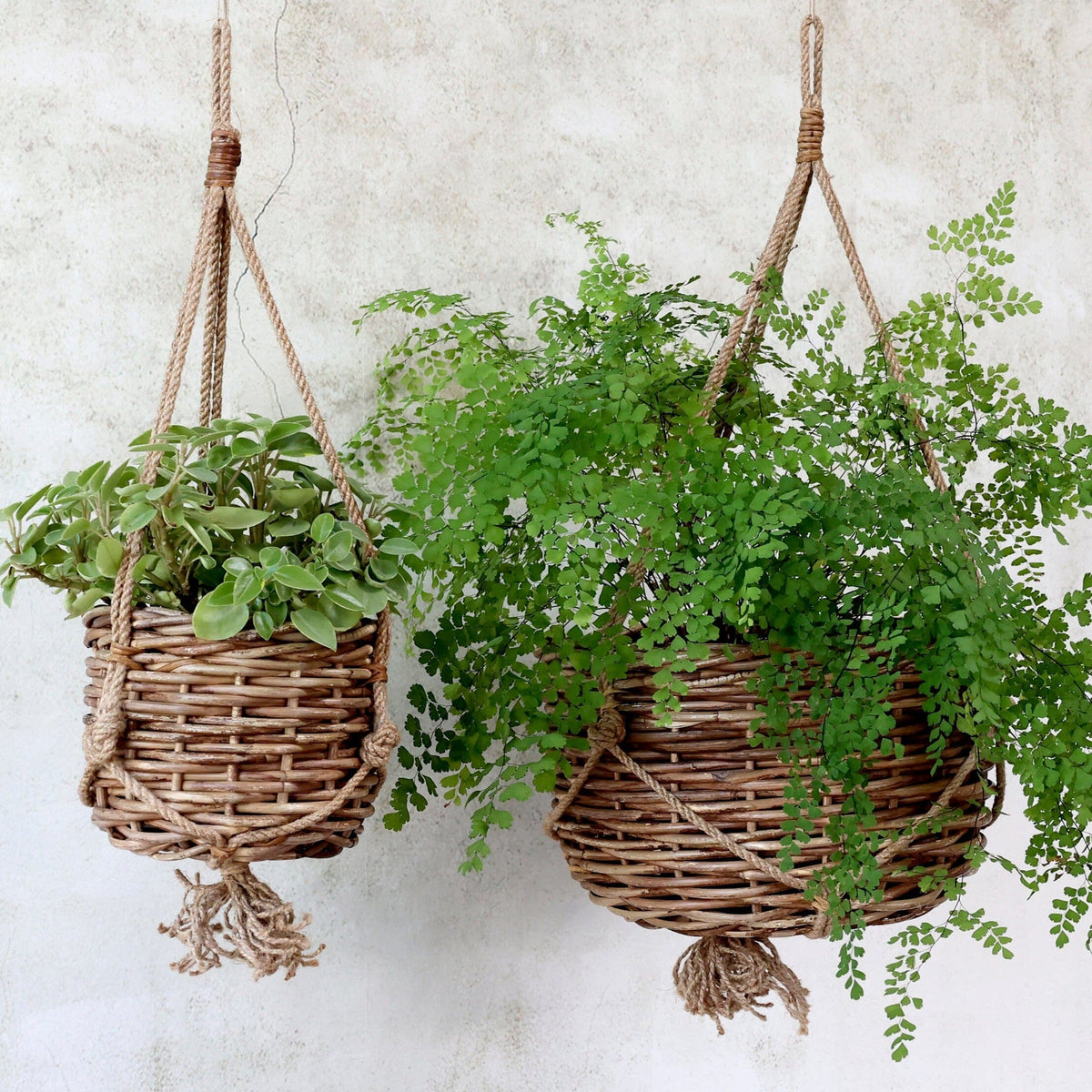 Rattan Hanging Basket | Indoor Planter | Homeware | Henderson's